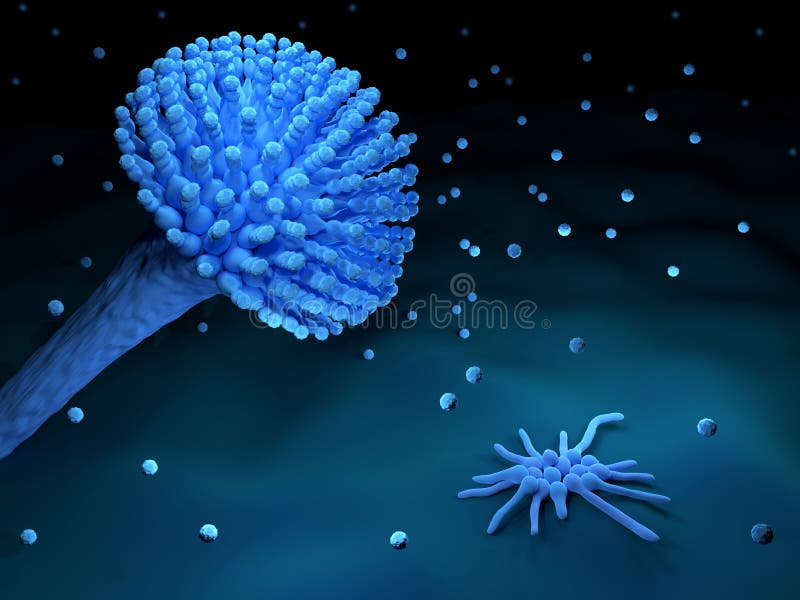 Fumigatus del aspergillus stock de ilustración. Ilustración de medicina ...