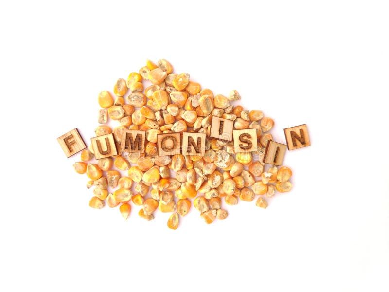 Fumonisin in Corn, Mycotoxin in Poultry Feed Stock Image - Image of ...