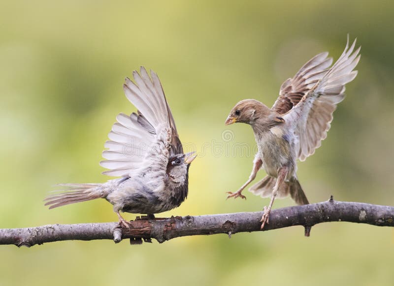 Fun Angry Birds Waving Feathers and Argue on a Branch in Spring Park ...