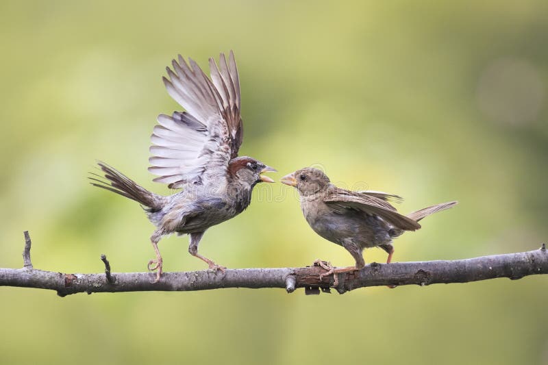 Fun Angry Birds Waving Feathers and Argue on a Branch in Spring Park ...