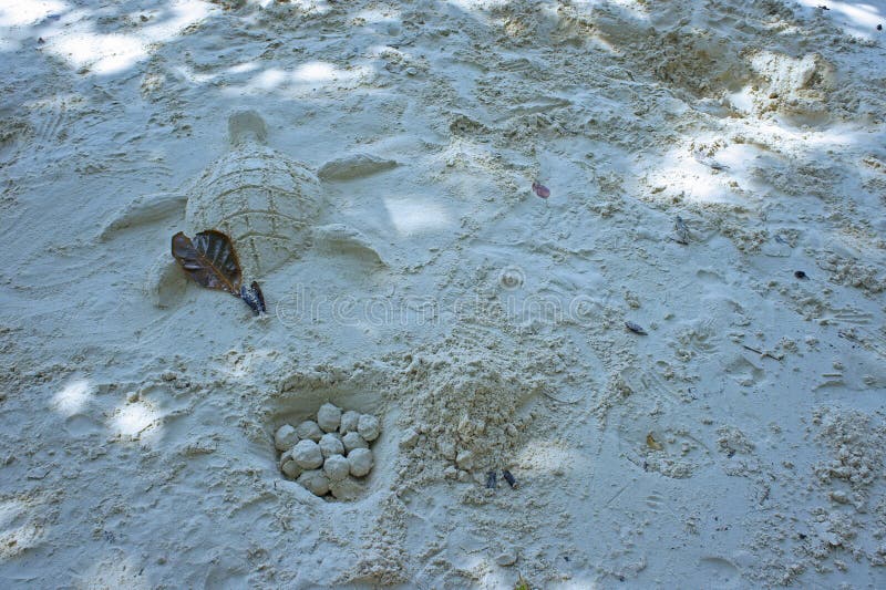 Turtle egg stock image. Image of shelled, sand, turtle - 17056571