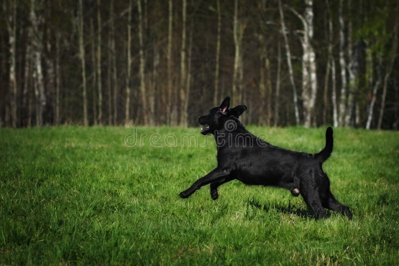 Black Labrador Dog Jumping stock image. Image of labrador - 107756789