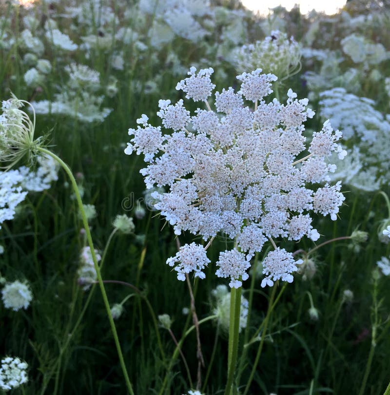 Fun Blooming White Wildflowers Stock Image - Image of care, closeup ...