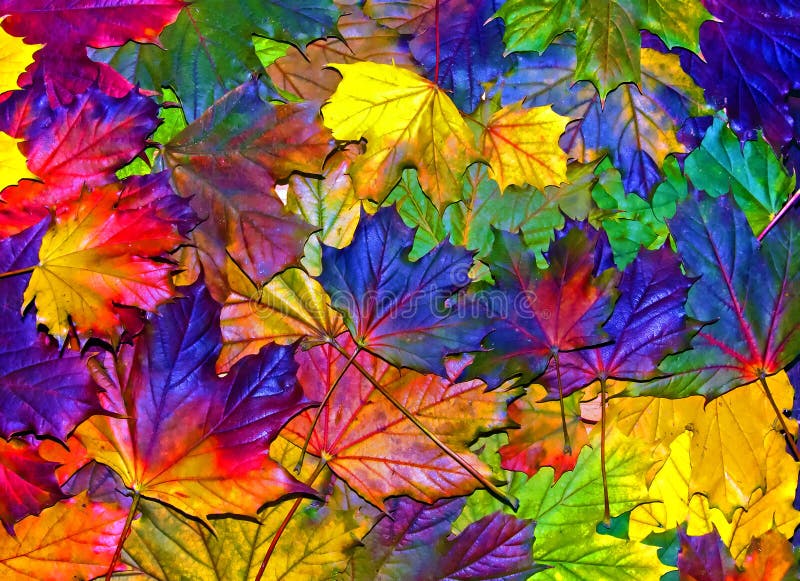 Fun autumn leaves stock image. Image of season, blue - 29814065