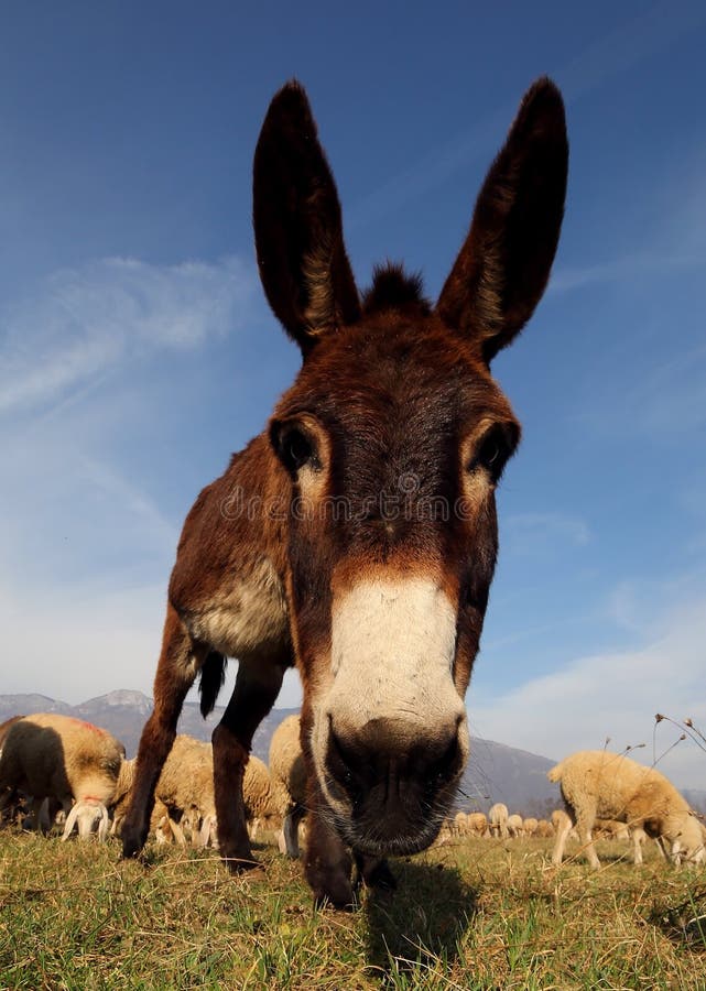 Fun Donkey with Long Muzzle Stock Photo - Image of outdoors, lens: 89250540