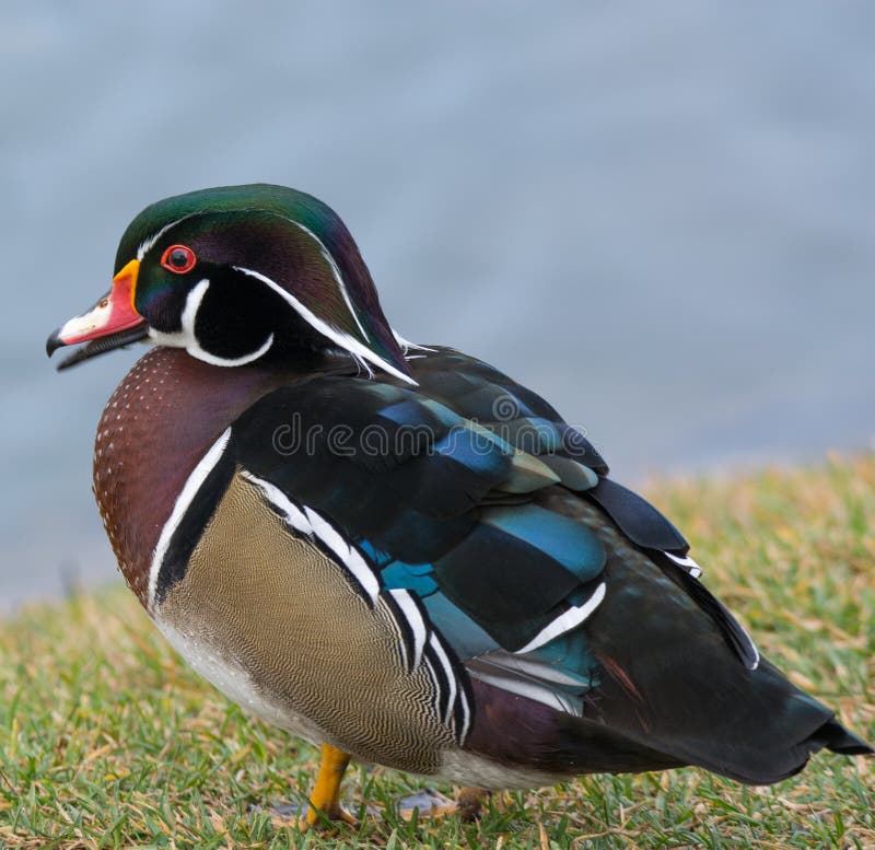 Fun duck by stock photo. Image of beak, feathers, nature - 63302938
