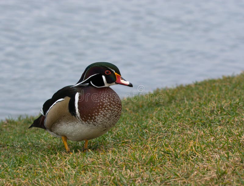 Fun duck by the pond stock photo. Image of duck, grass - 63302728