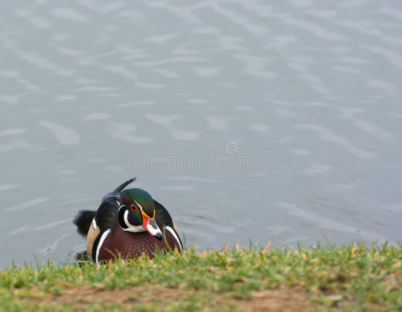 Fun duck by the pond stock photo. Image of eyes, beak - 63302768
