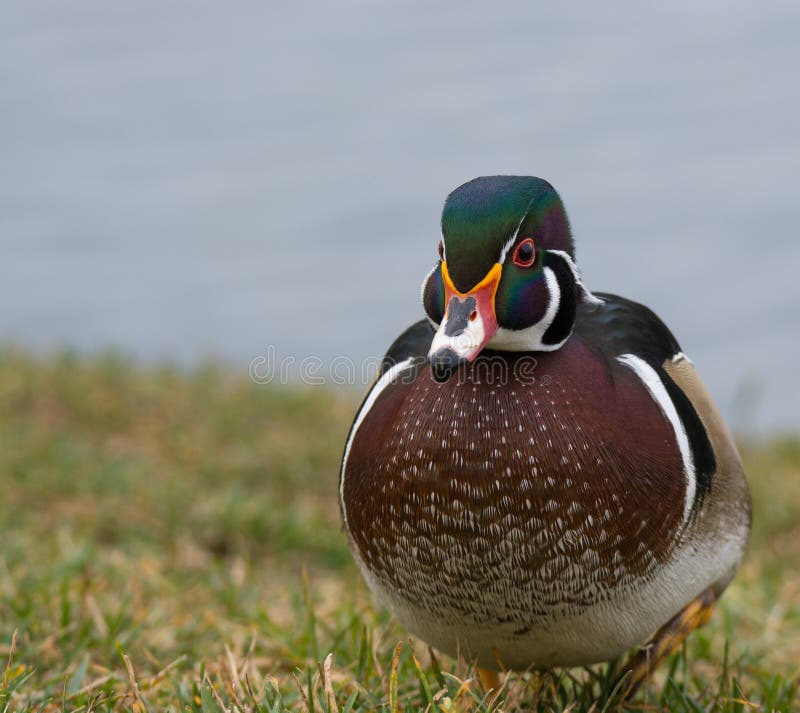 Fun duck by the pond stock image. Image of animal, bird - 63302879