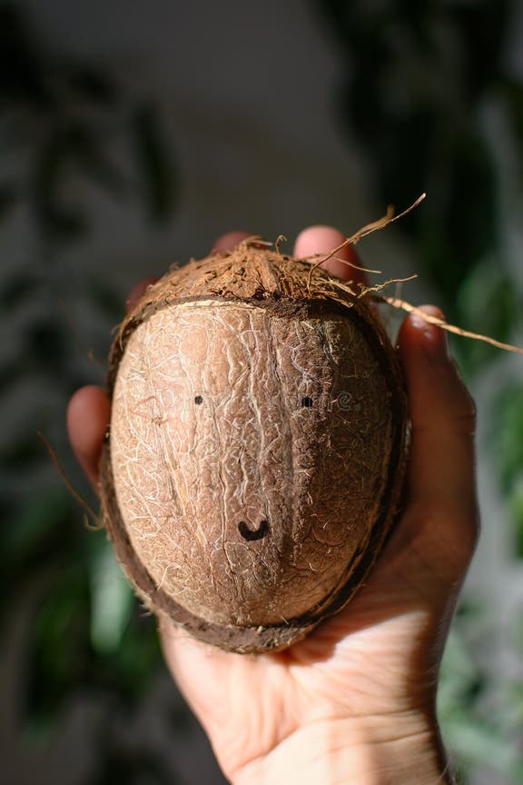 Fun face on the coconut stock image. Image of natural - 171417309