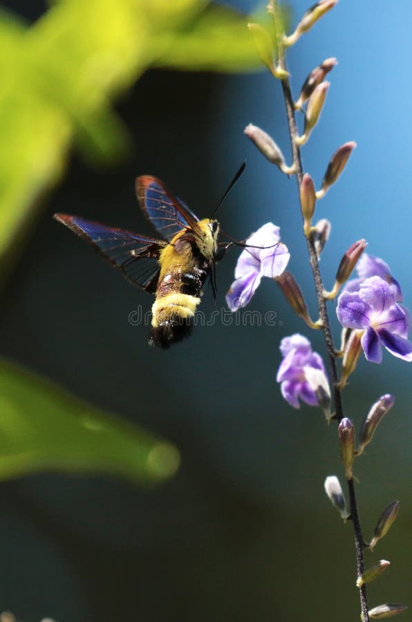 FUN FLIGHT DELICIOUS LOVE HUMMINGBIRD MOTH Stock Image - Image of green ...