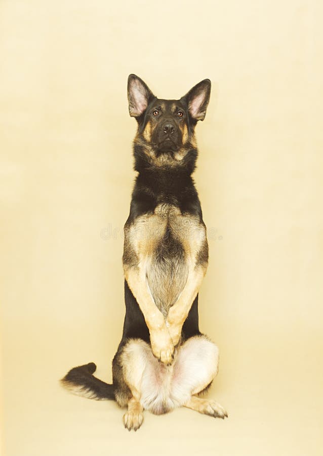 Fun German Shepherd Dog Dancing Stock Image - Image of sitting, pets ...