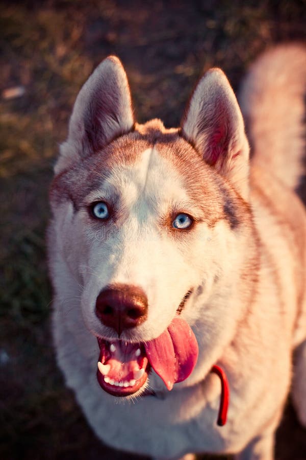 Fun husky stock image. Image of field, eyes, smile, funny - 28024869