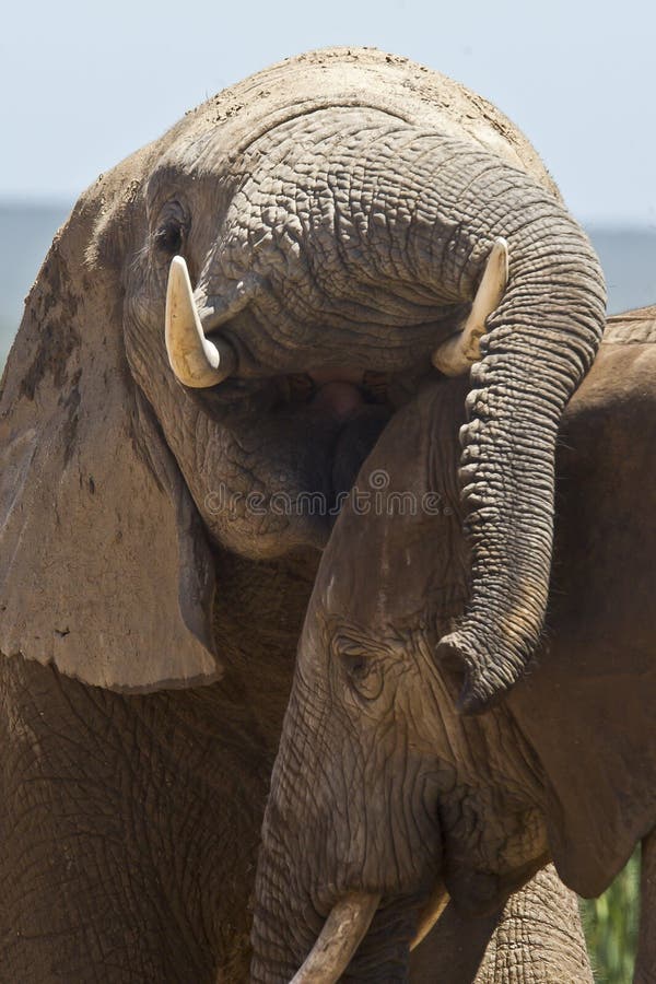 Fun loving Elephants stock photo. Image of protect, mammal - 22830844
