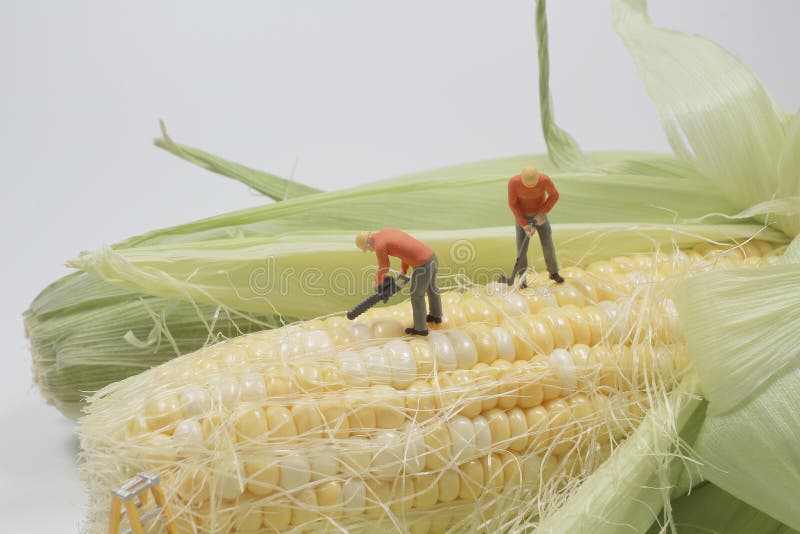 A Fun of Mini People Working on Corn Stock Photo - Image of pile ...