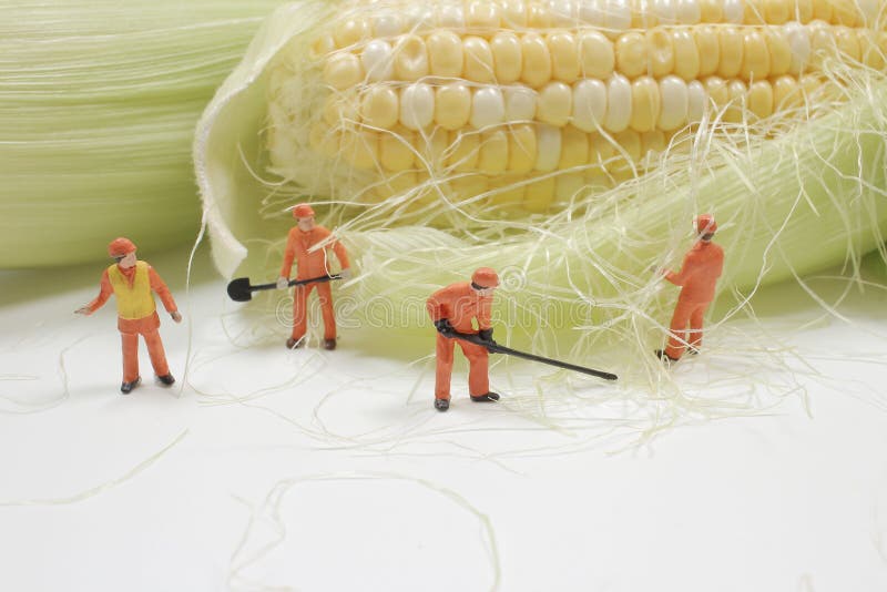 A Fun of Mini People Working on Corn Stock Photo - Image of people ...