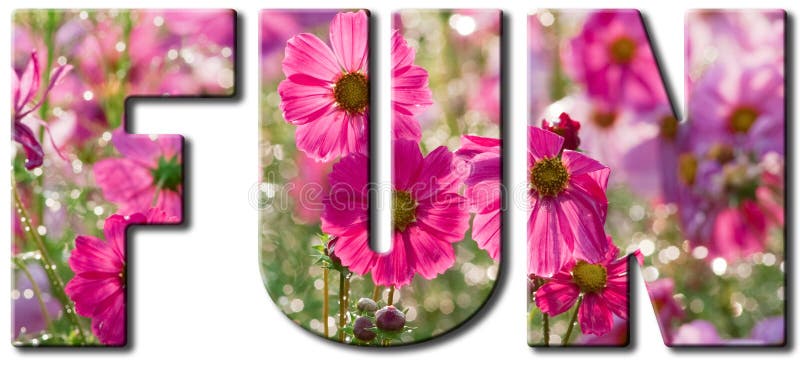 Fun Pink flowers stock photo. Image of blossom, garden - 48344580