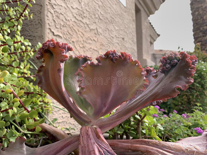 Plants stock photo. Image of outdoors, pretty, plants - 165974244