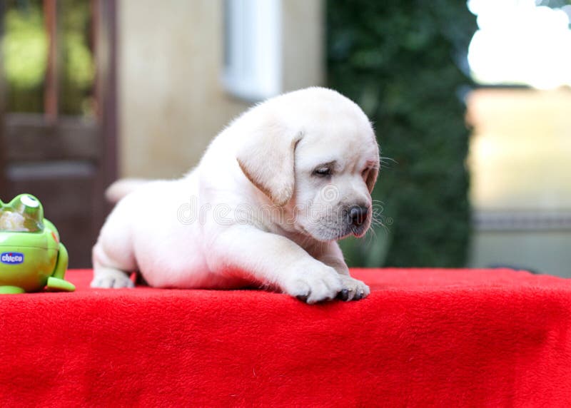 Fun puppy Labrador stock image. Image of puppy, game - 100555309