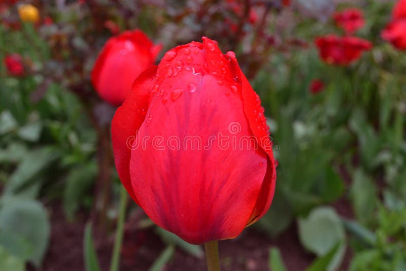 Fun Red spring tulip stock photo. Image of floral, fresh - 139511138