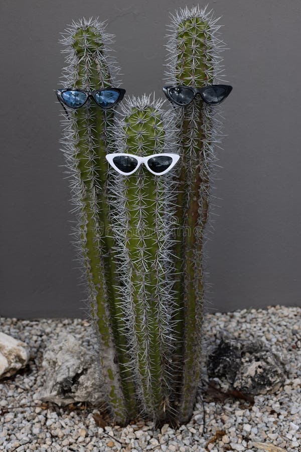 Fun Three Big Cactuses in the Garden Wearing the Sunglasses. Stock ...