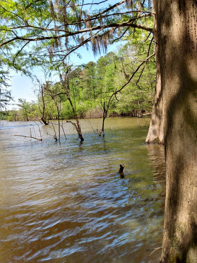 Marsh lake fishin pond stock image. Image of woodland - 215775709