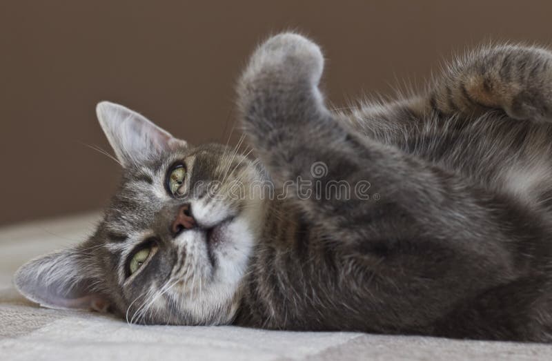 Fun times stock photo. Image of face, kitty, pink, lovely - 92944238