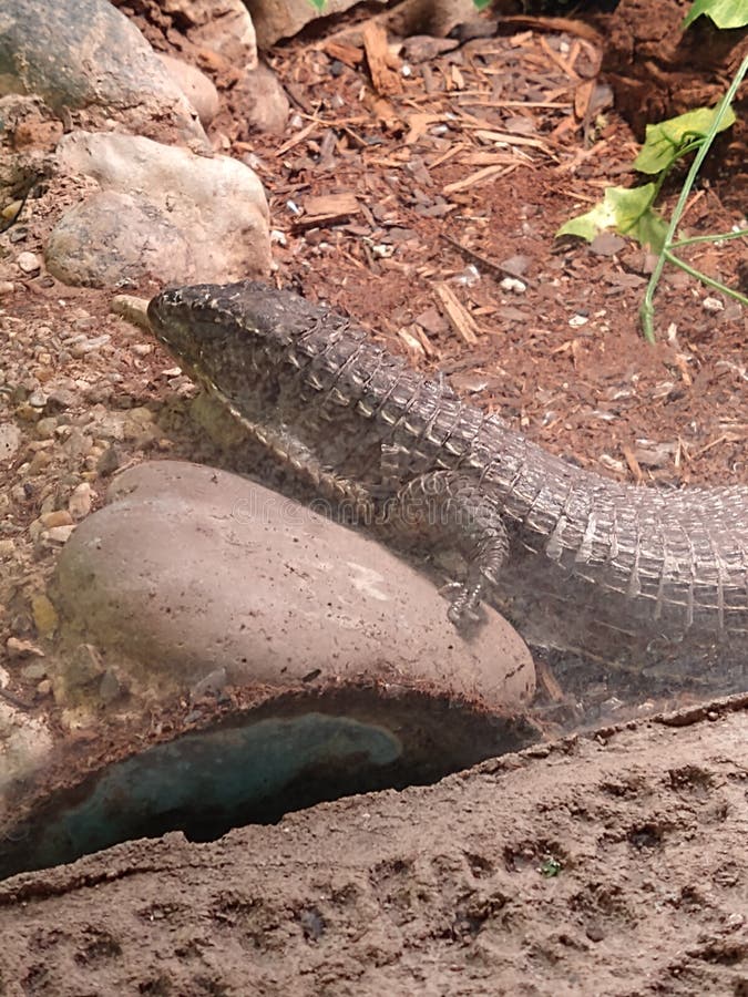 Fun unique lizard stock photo. Image of leaf, unique - 220493748