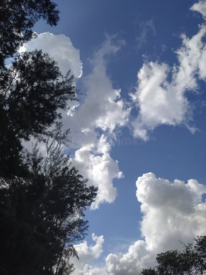 Fun Walking with Nice Blue Sky and Trees Stock Image - Image of walking ...