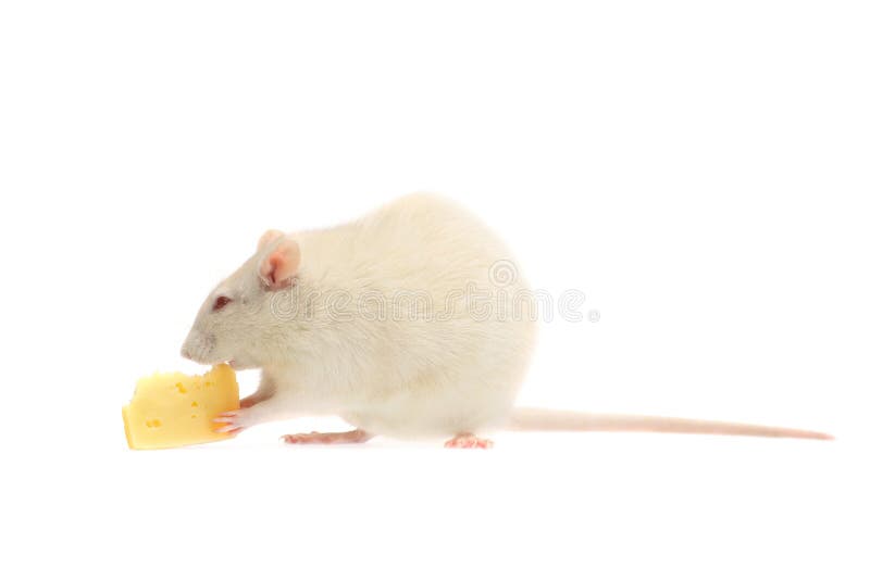 Home rat eating cheese stock image. Image of animal, healthy - 15773695