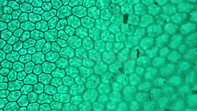 Funaria Leaf Consisting of Green Cells Filmed Under Microscope 200x on ...