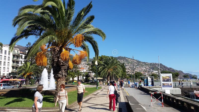 Port In Funchal, Madeira, Portugal - Sunny Day In December. Editorial ...