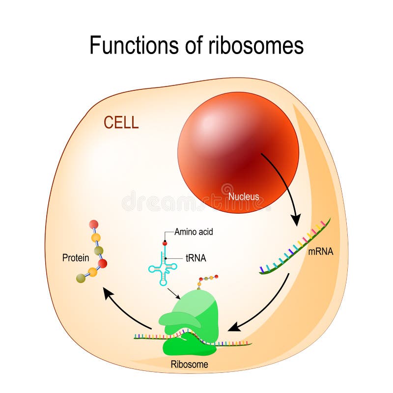 Ribosomas Estructura