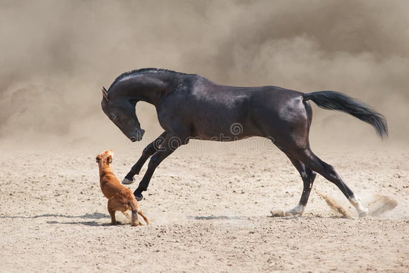 Funcionamiento Del Caballo Con El Perro Foto de archivo - Imagen de ...