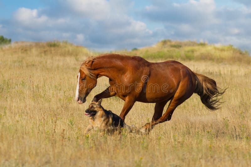 Perro Y Caballo Corren Juntos En La Nieve Foto de archivo - Imagen de ...