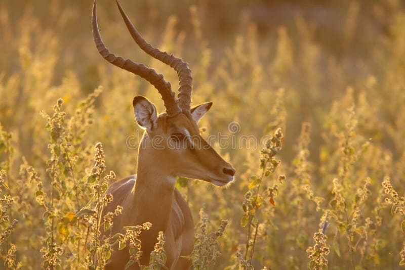Funcionamiento del impala imagen de archivo. Imagen de naturalizado ...