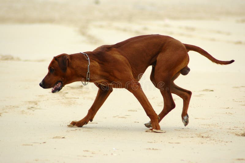 Perros corrientes foto de archivo. Imagen de feliz, movimiento - 3343420