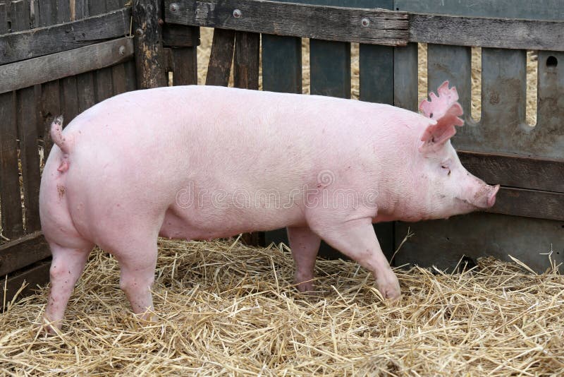 Funcionamientos De La Cerda Del Cerdo En La Pocilga Solamente Imagen de ...