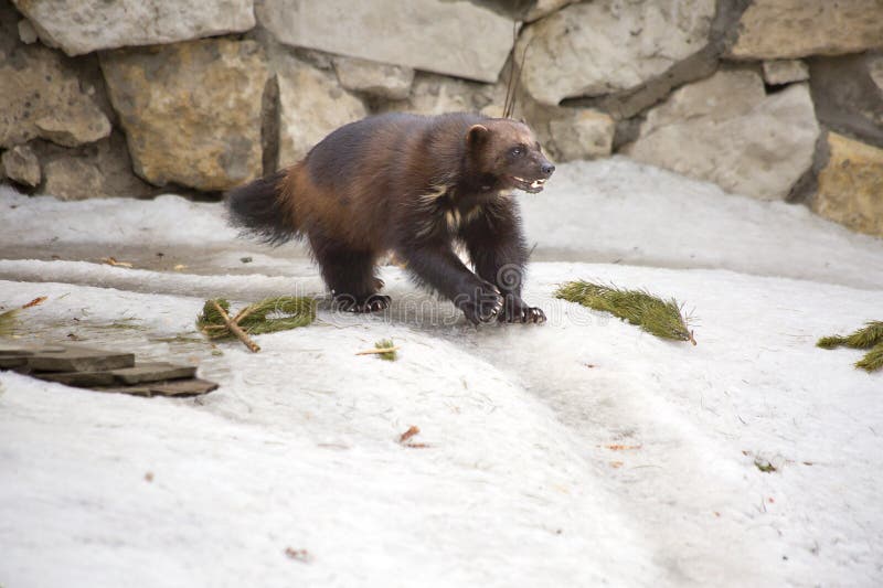 Carcayú que mira la cámara foto de archivo. Imagen de cara - 19693048