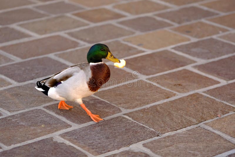 Funcionamientos Divertidos Del Pato Macho Con La Comida Imagen de ...