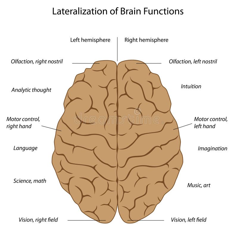 Functies Van De Hersenen Nieuwe Behandeling Voor Cervicale Dystonie: