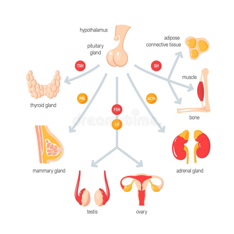Function of Endocrine System. Simple Vector Infographic in Flat Style ...