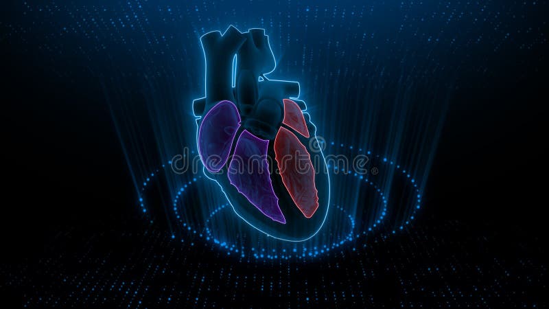 Two Chamber Heart Anatomy Isolated on White Background Infographic ...