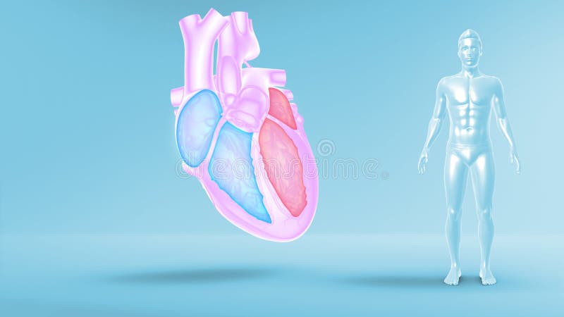 Function of Four Chambers of Human Heart Stock Illustration ...