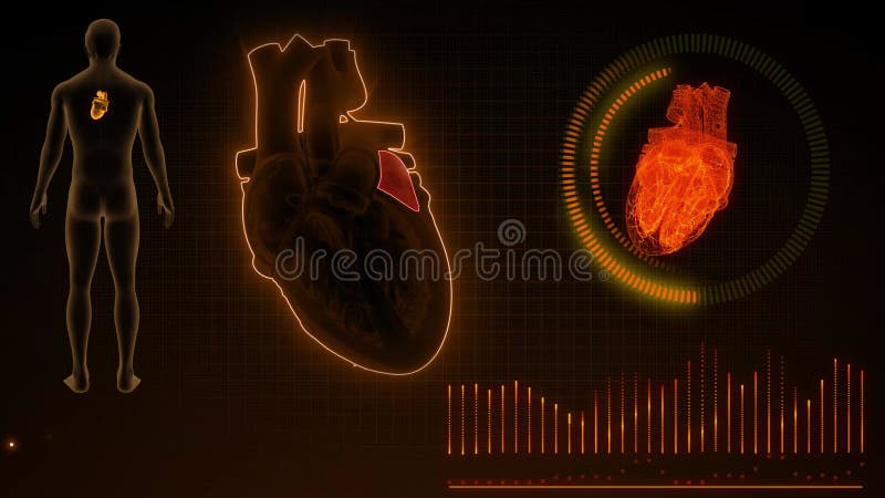 Right Atrium Location Anatomy Function Human