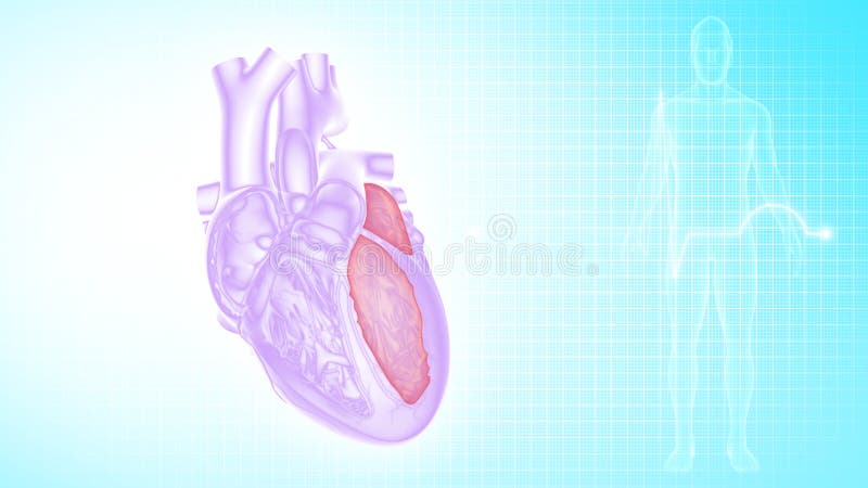 Function of Left Atrium and Left Ventricle of Human Heart Stock ...