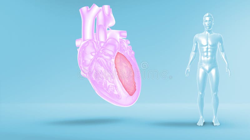 Function of Left Ventricle of Human Heart Stock Illustration ...