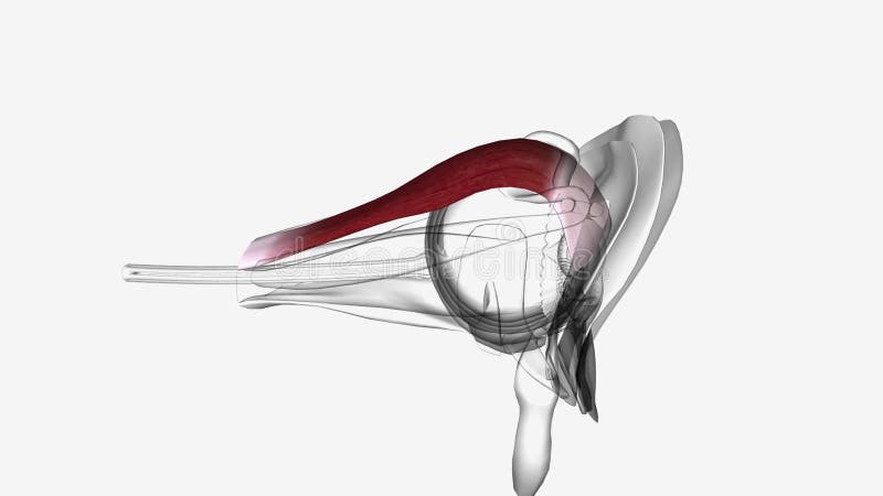 The Levator Palpebrae Superioris is the Muscle in the Orbit that ...
