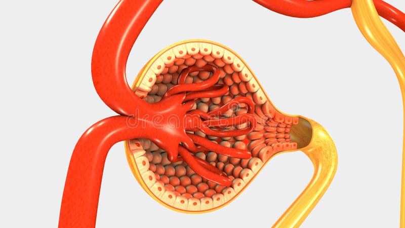 Function of Nephron stock illustration. Illustration of capillary ...