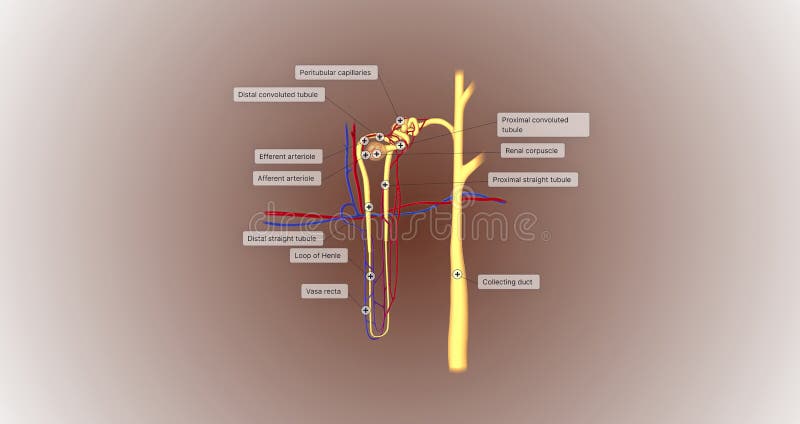 The Function of the Nephron is To Convert Blood To Urine and Consists ...